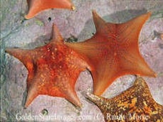 Echinodermata | PPS