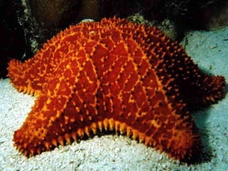 Echinodermata | PPS