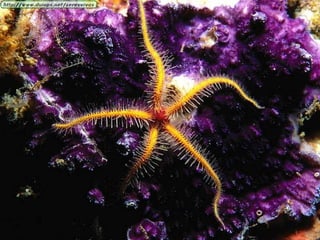 Echinodermata | PPT