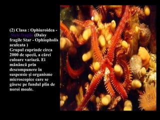 Echinodermata | PPS