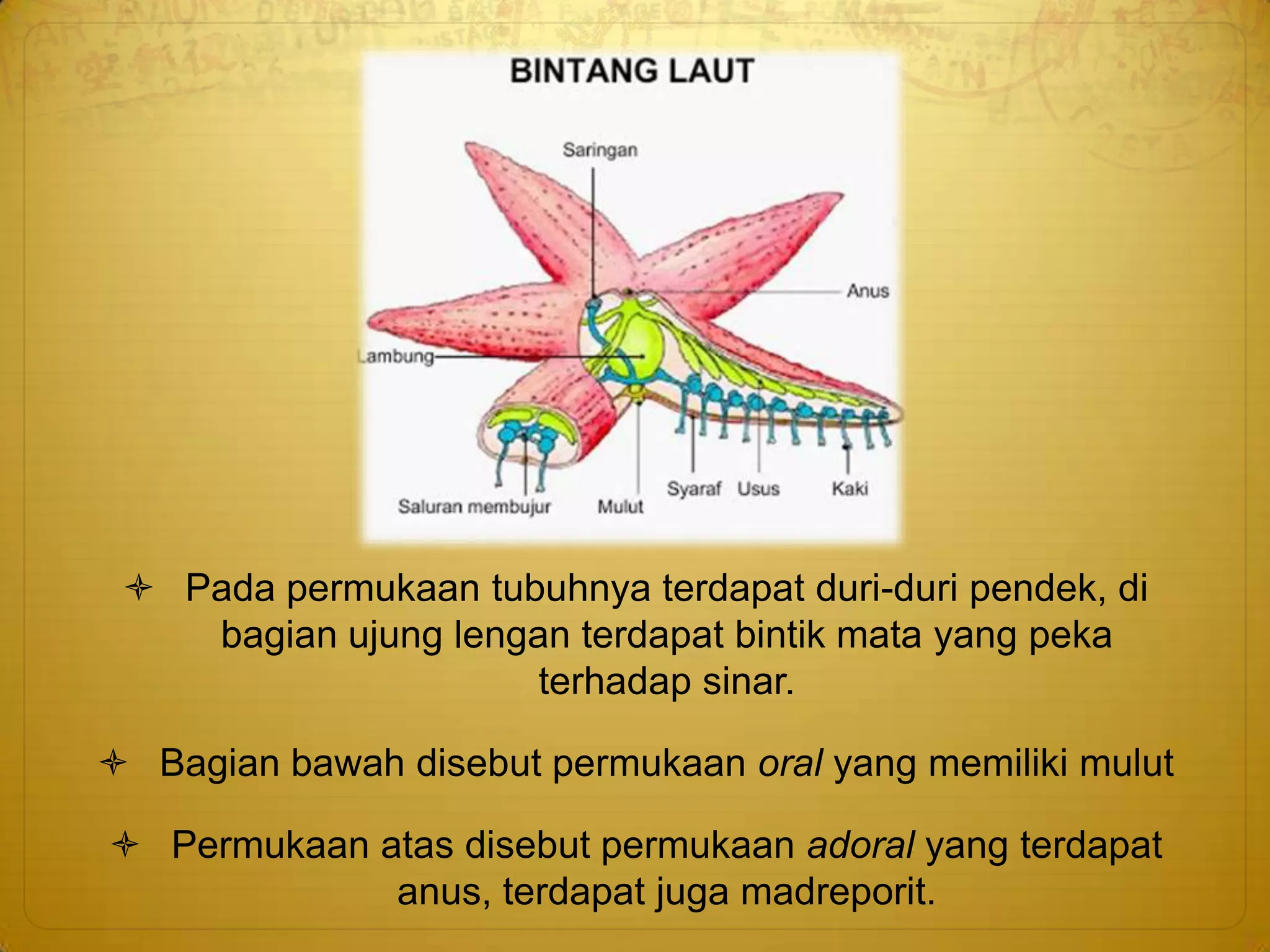 Filum Echinodermata | PPTX