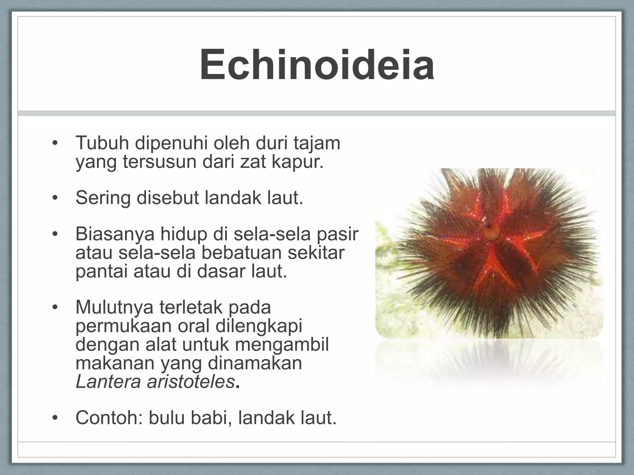 Filum Echinodermata | PPTX