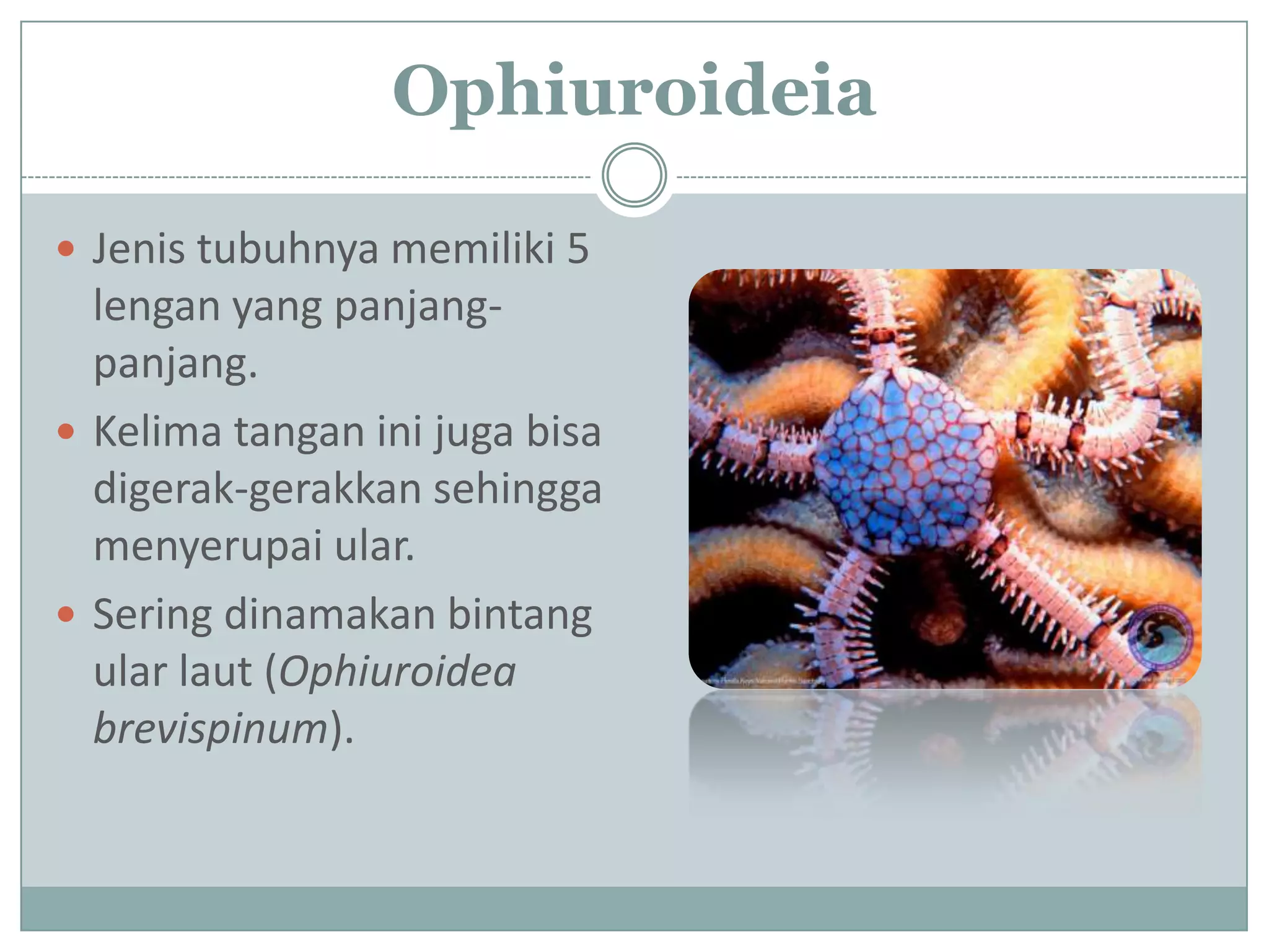 Filum Echinodermata | PPTX