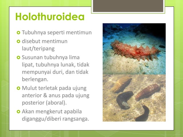 Filum Echinodermata | PPTX