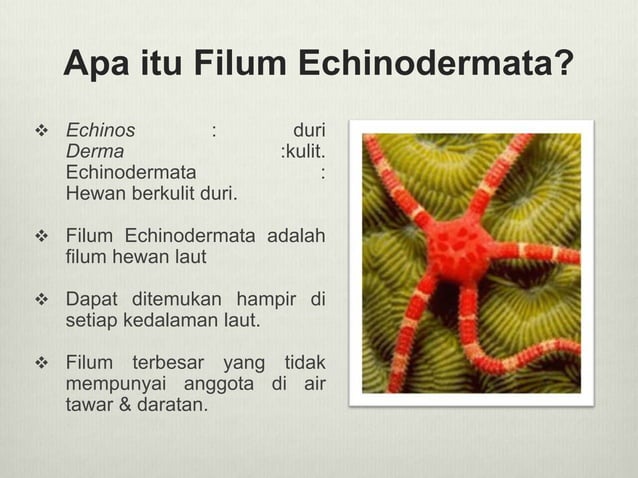 Filum Echinodermata | PPTX
