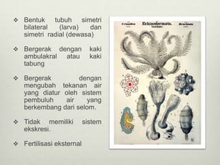 Filum Echinodermata | PPTX
