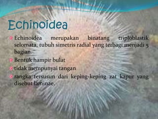 Echinodermata | PPTX