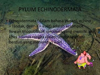 Echinodermata | PPTX