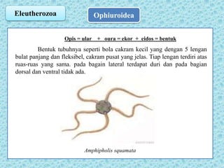 Invertebrata-Echinodermata | PPTX