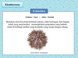 Invertebrata-Echinodermata | PPTX