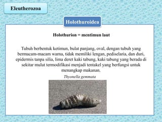 Invertebrata-Echinodermata | PPTX