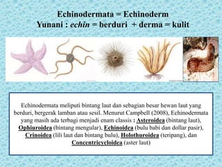 Invertebrata-Echinodermata | PPTX