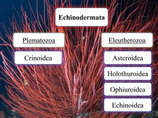 Invertebrata-Echinodermata | PPTX