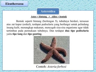 Invertebrata-Echinodermata | PPTX