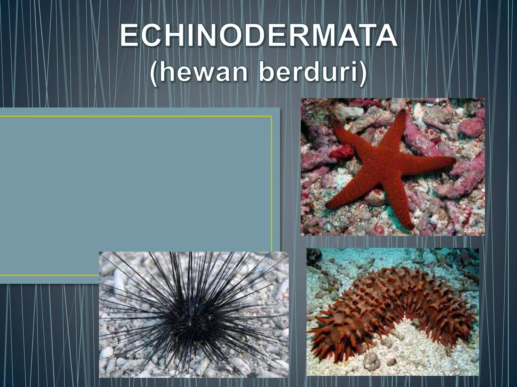 Echinodermata | PPTX