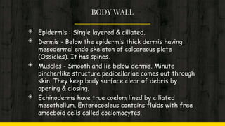 Echinodermata | PPTX