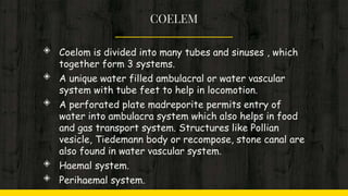 Echinodermata | PPTX