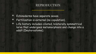 Echinodermata | PPTX