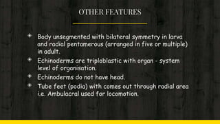 Echinodermata | PPTX
