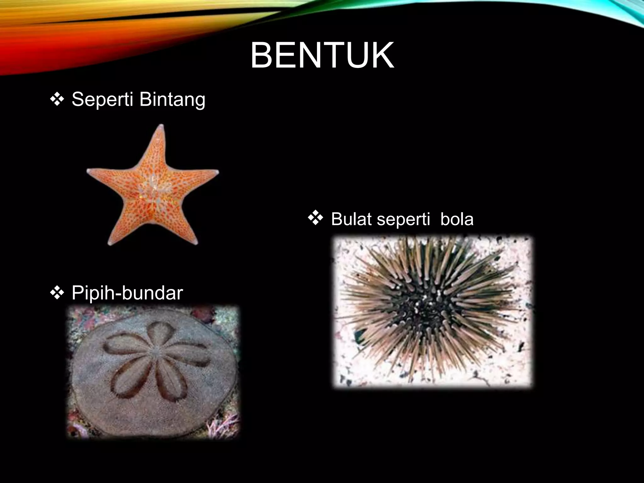 Echinodermata | PPT