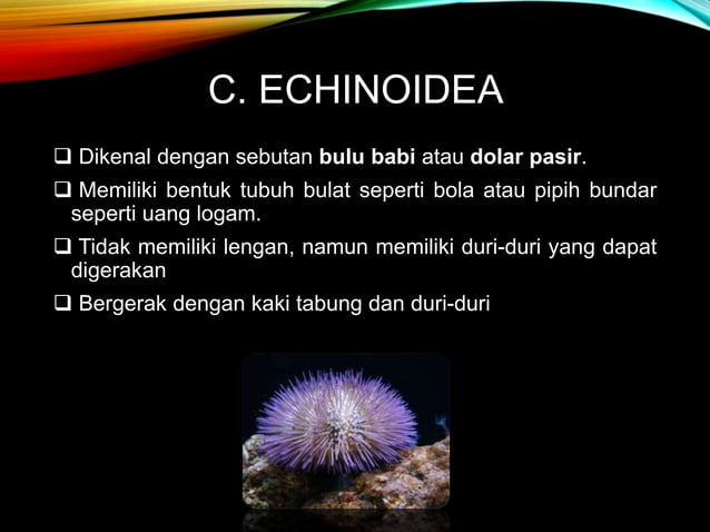 Echinodermata | PPT