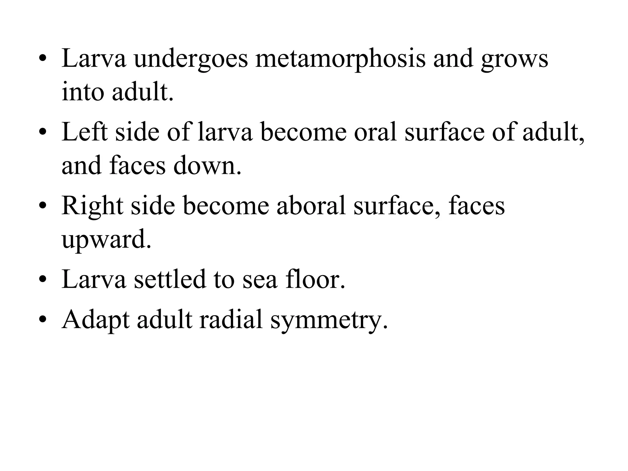 Phylum Echinodermata Presentation | PPT
