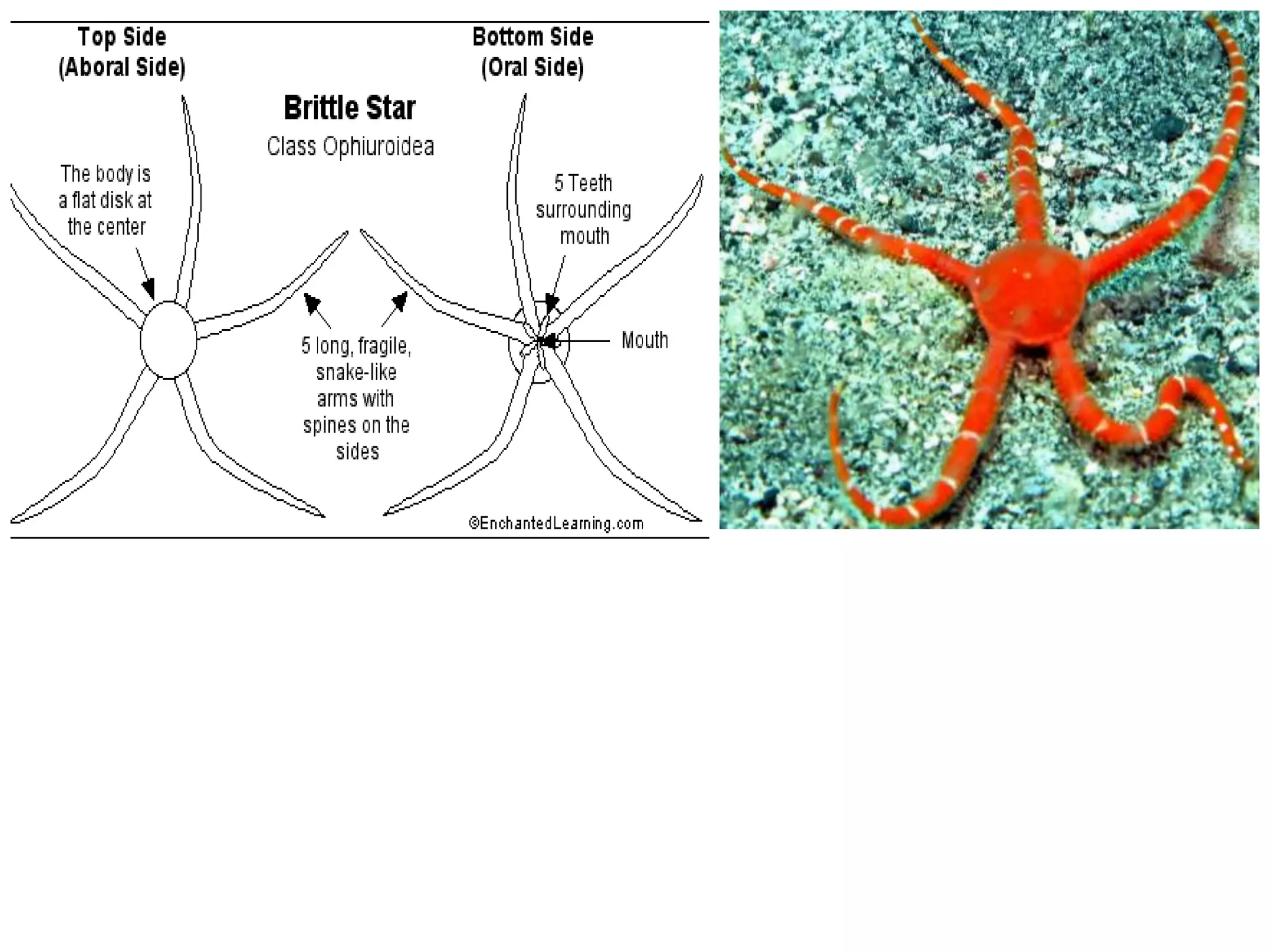 Phylum Echinodermata Presentation | PPT