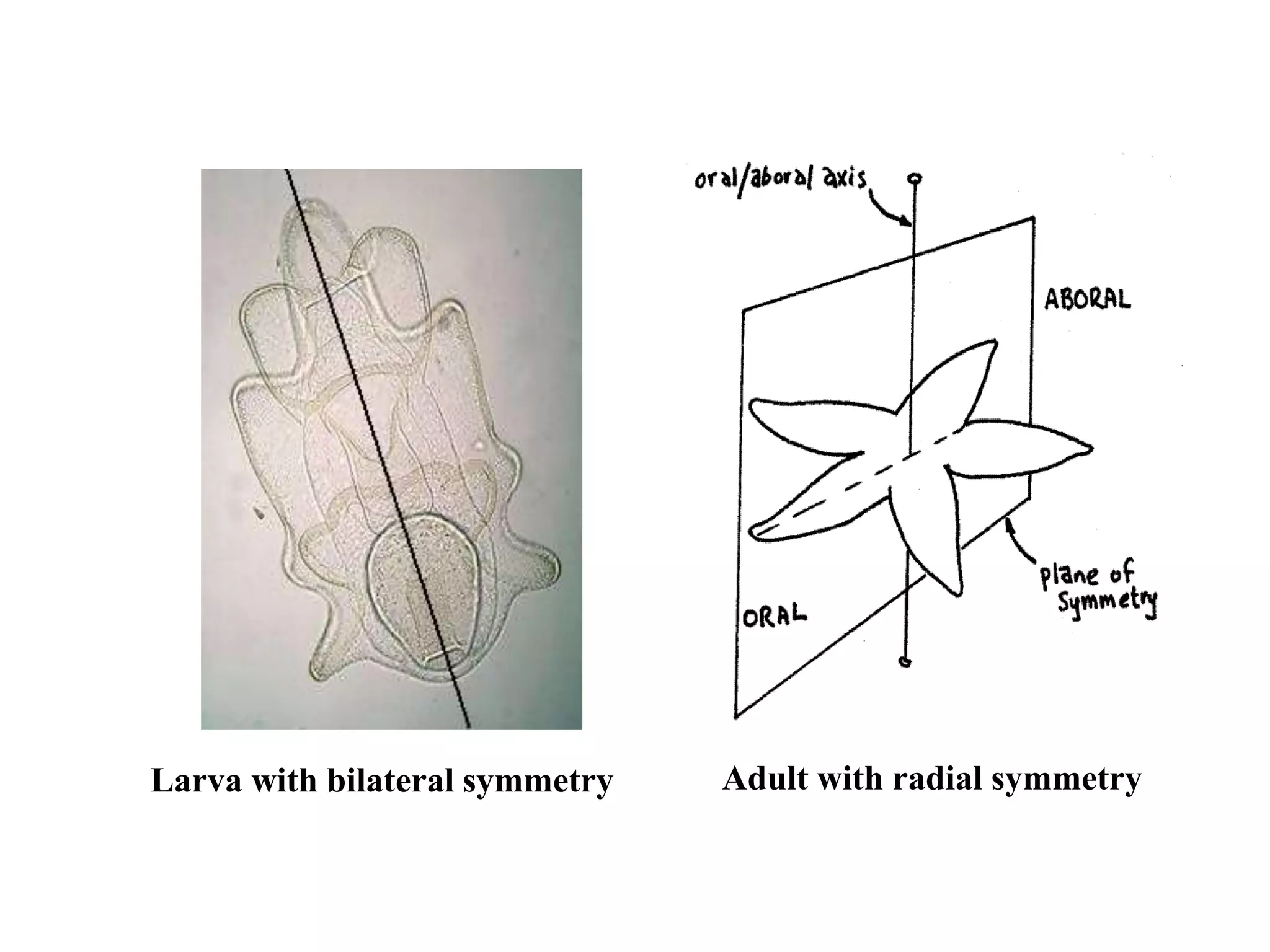 Phylum Echinodermata Presentation | PPT