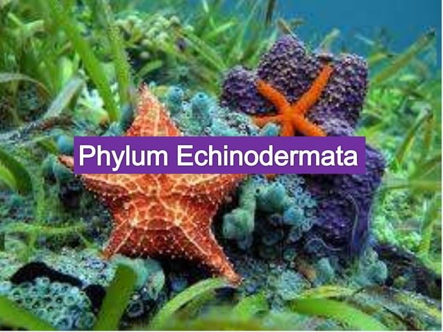 Phylum Echinodermata Presentation | PPT
