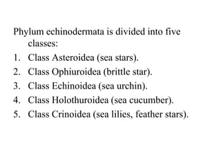 Phylum Echinodermata Presentation | PPT