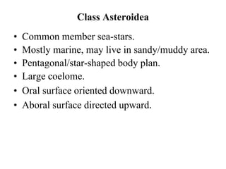 Phylum Echinodermata Presentation | PPT