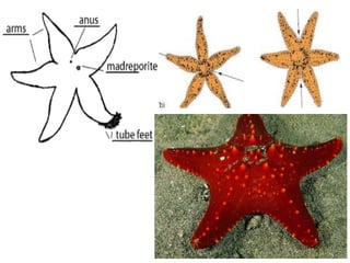 Phylum Echinodermata Presentation | PPT