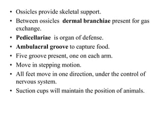 Phylum Echinodermata Presentation | PPT