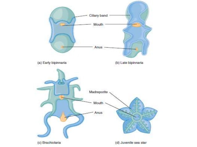 Phylum Echinodermata Presentation | PPT