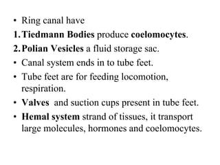 Phylum Echinodermata Presentation | PPT