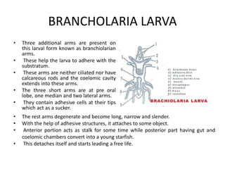 Echinodermata | PPTX
