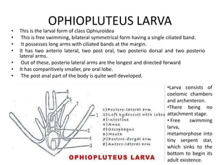 Echinodermata | PPTX