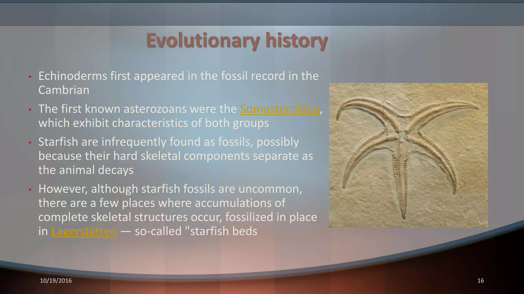 Echinodermata | PPTX