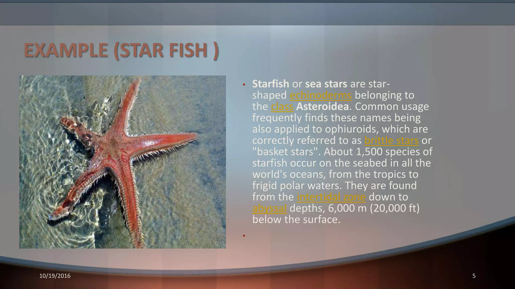 Echinodermata | PPTX