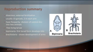 Echinodermata | PPTX