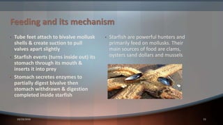 Echinodermata | PPTX