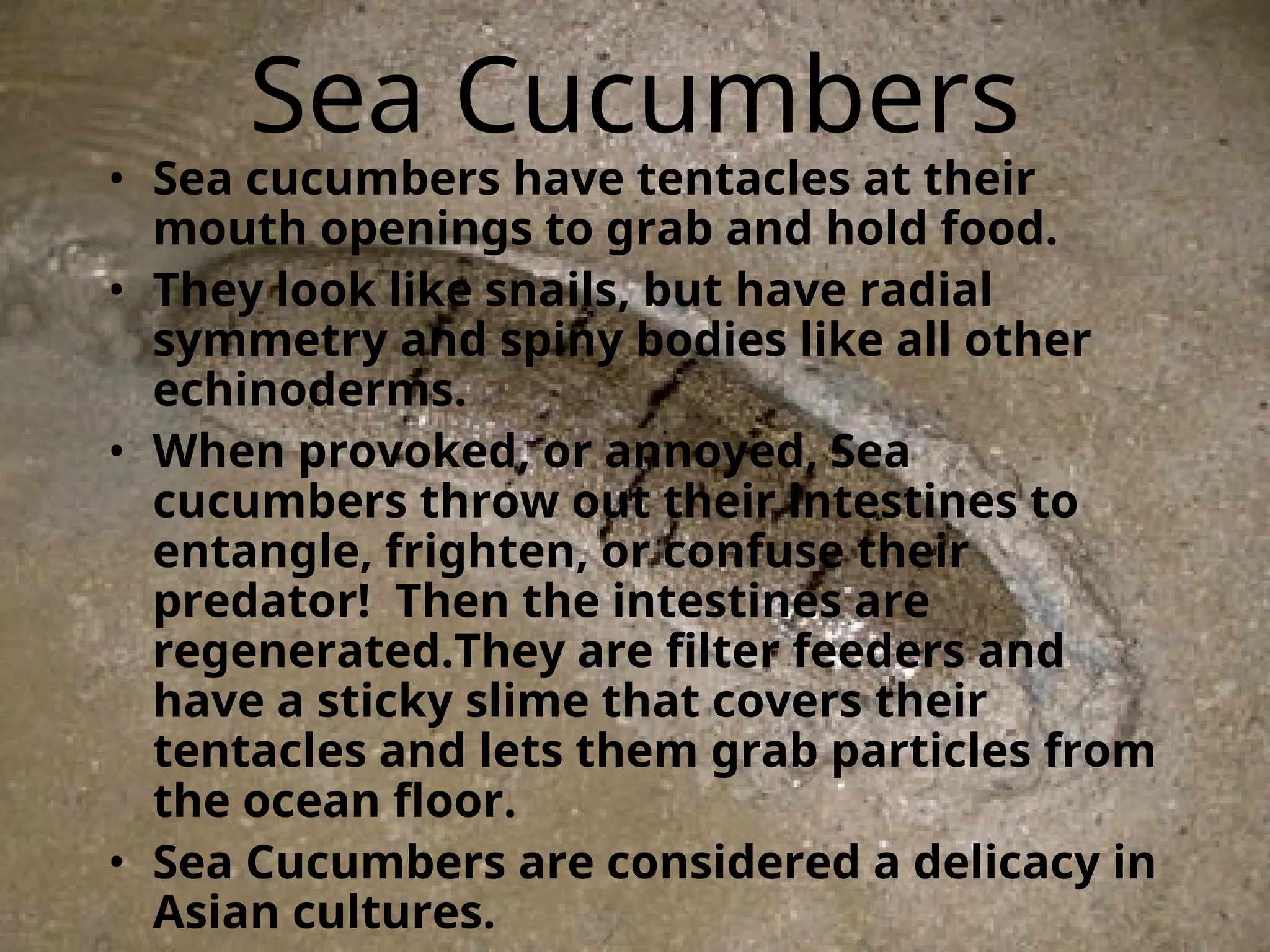 morfologi taksa Echinodermata avertebrata.ppt