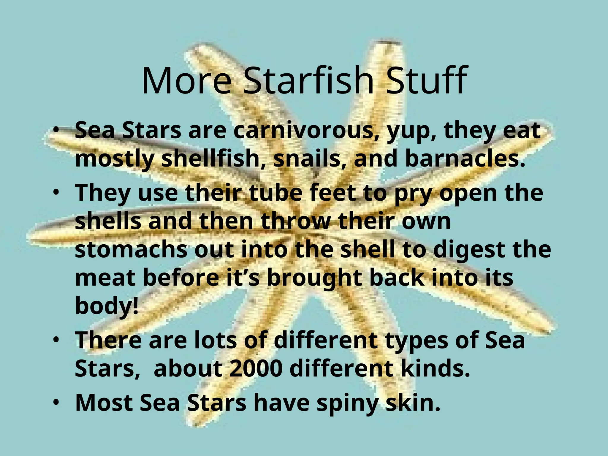 morfologi taksa Echinodermata avertebrata.ppt