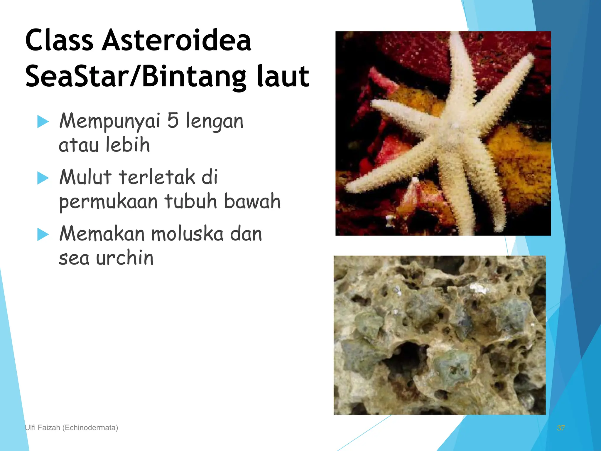 ECHINODERMATA taksonomi hewan perguruan tinggi | PPT