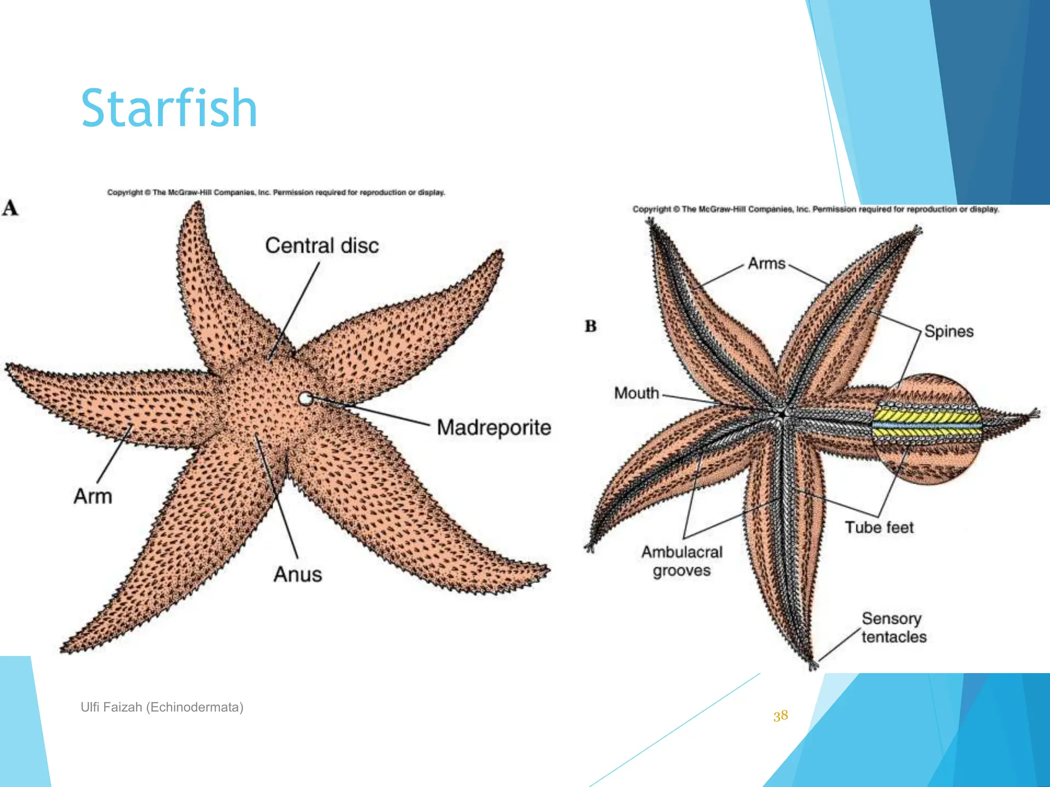 ECHINODERMATA taksonomi hewan perguruan tinggi | PPT