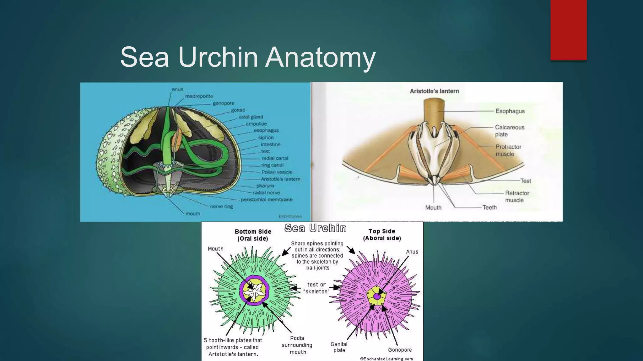 Echinodermata classification | PPTX