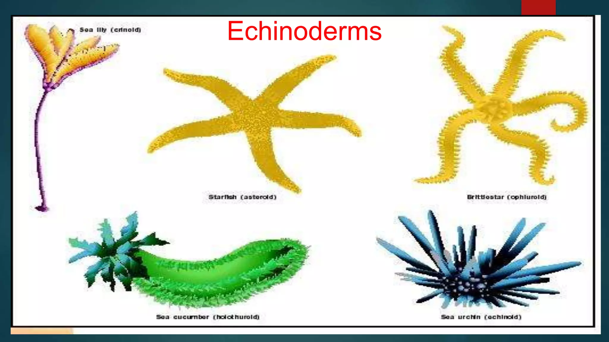 Echinodermata classification | PPTX