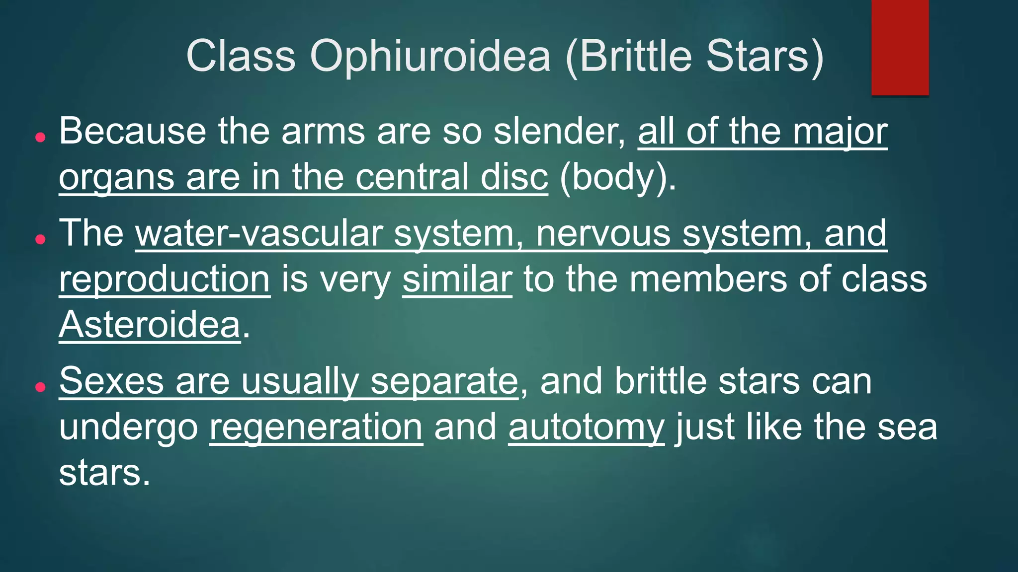 Echinodermata classification | PPTX