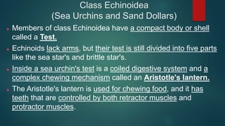 Echinodermata classification | PPTX