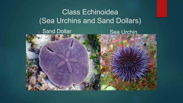 Echinodermata classification | PPTX
